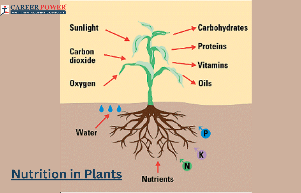 Nutrition In Plants Types Modes And Functions