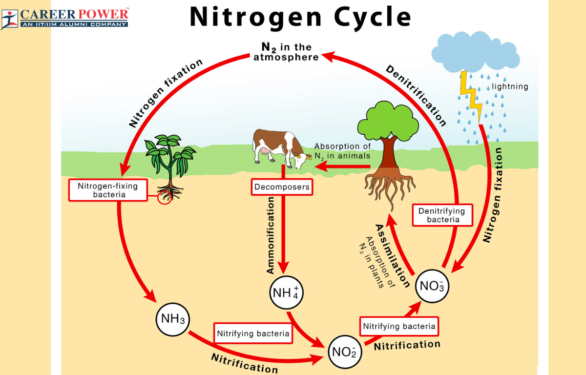 Nitrogen Cycle Definition Process And Importance Nitrogen Cycle Definition Process And Importance