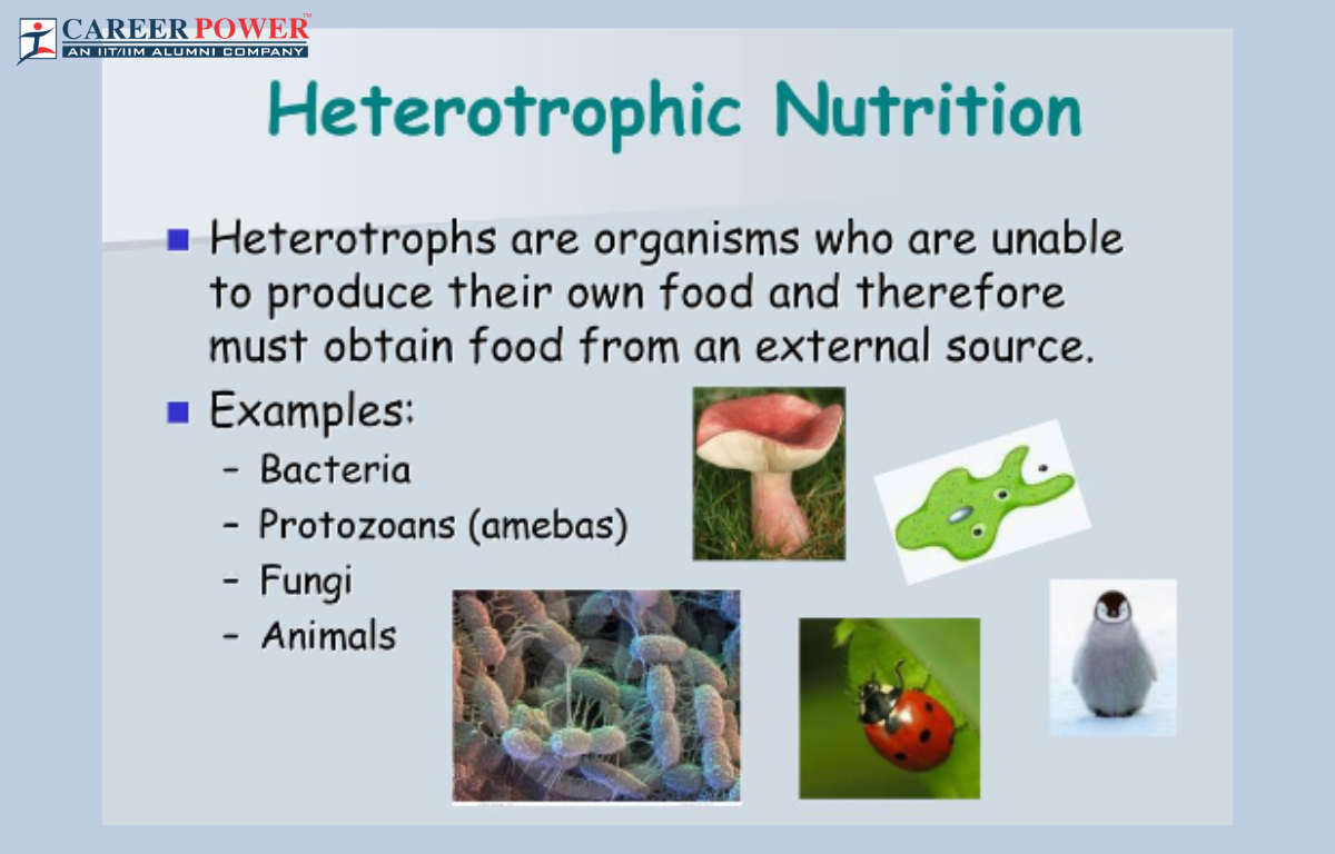 Heterotrophic Nutrition And It s Types