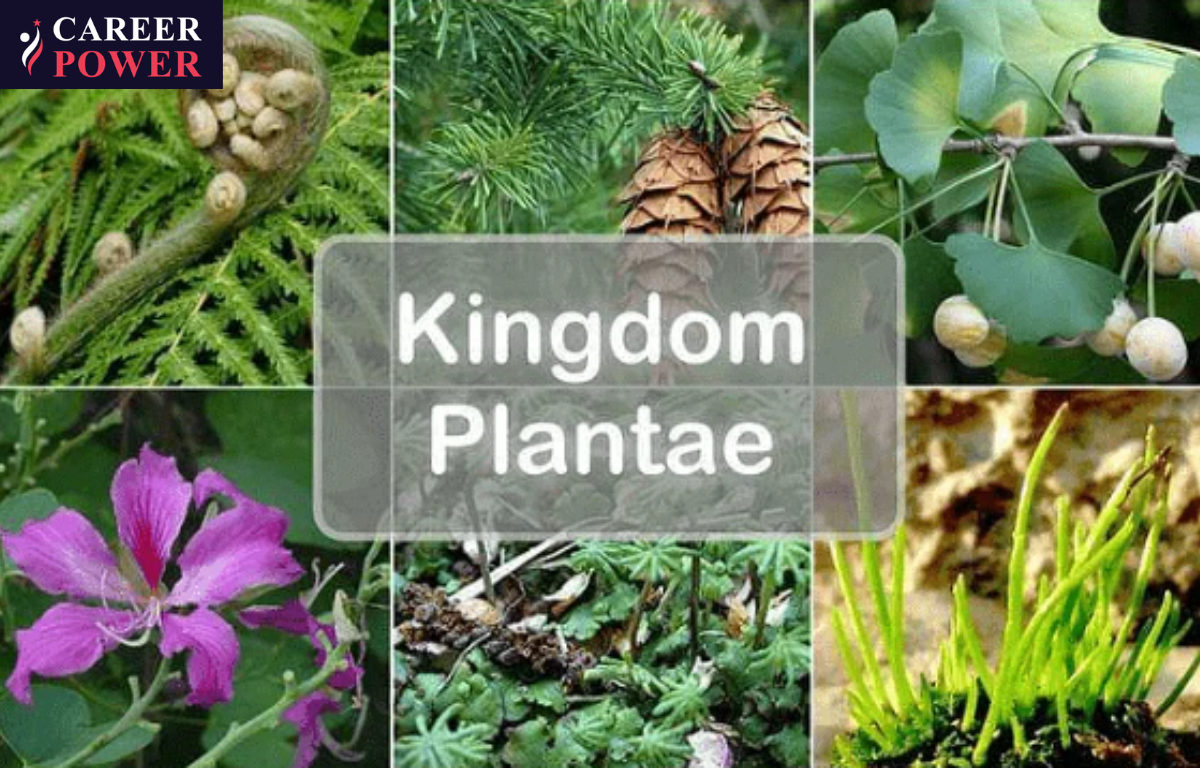 Kingdom Plantae Classification Examples And Characteristics Kingdom Plantae Classification Examples And Characteristics