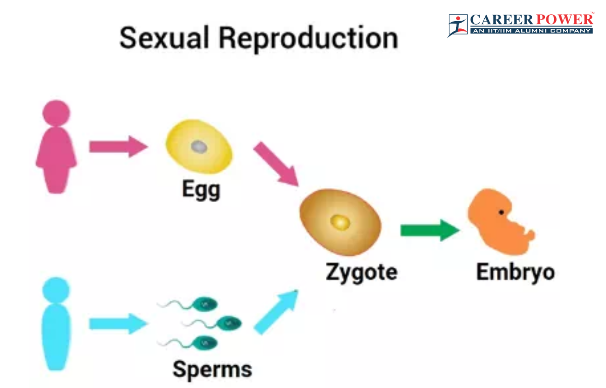 Sexual Reproduction Types Examples And Advantages