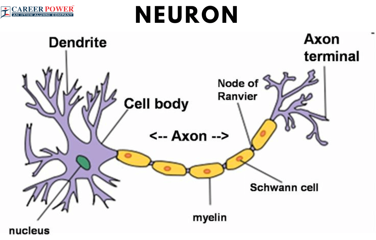 Axons Definition Bipolar Neuron Wikipedia