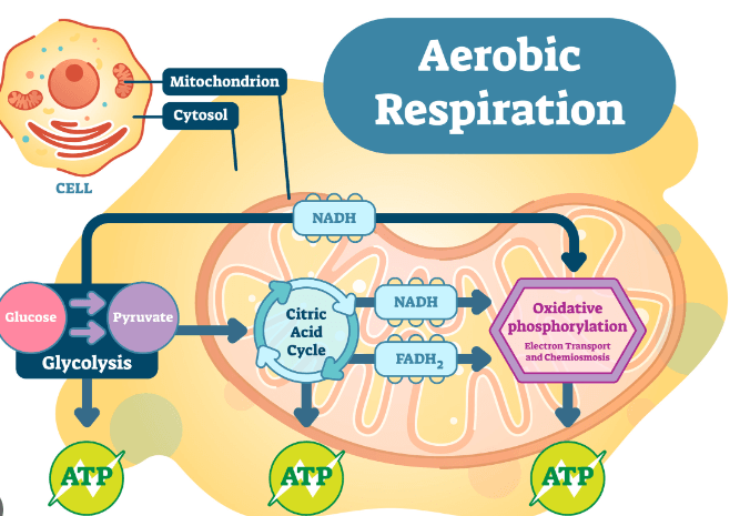 Aerobic Respiration: Definition, Equation and Examples Aerobic Respiration: Definition, Equation and Examples