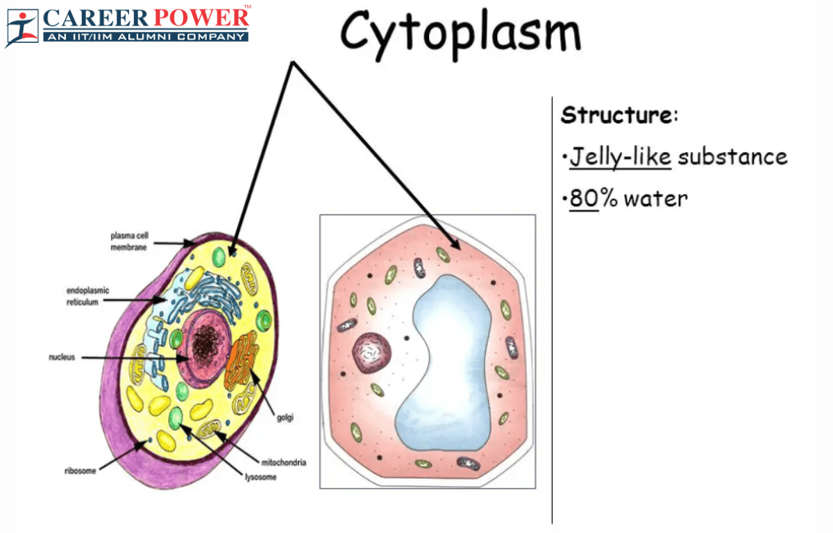 Cytoplasm Definition Cytoplasm Definition