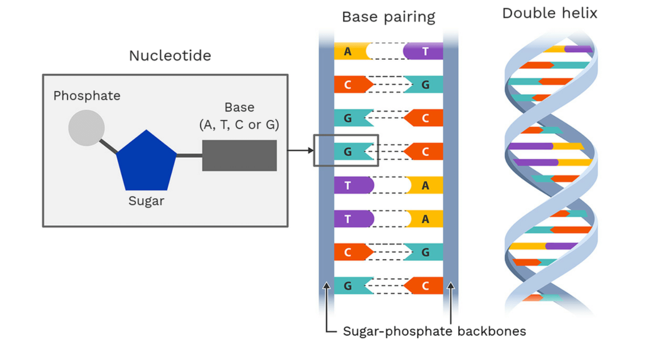 DNA Structure, Function, Types, and Its Discovery DNA Structure, Function, Types, and Its Discovery