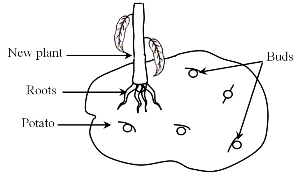 Vegetative Propagation Diagram Science Class: Vocabulary #5 (Protist Vegetative Propagation Diagram Science Class: Vocabulary #5 (Protist