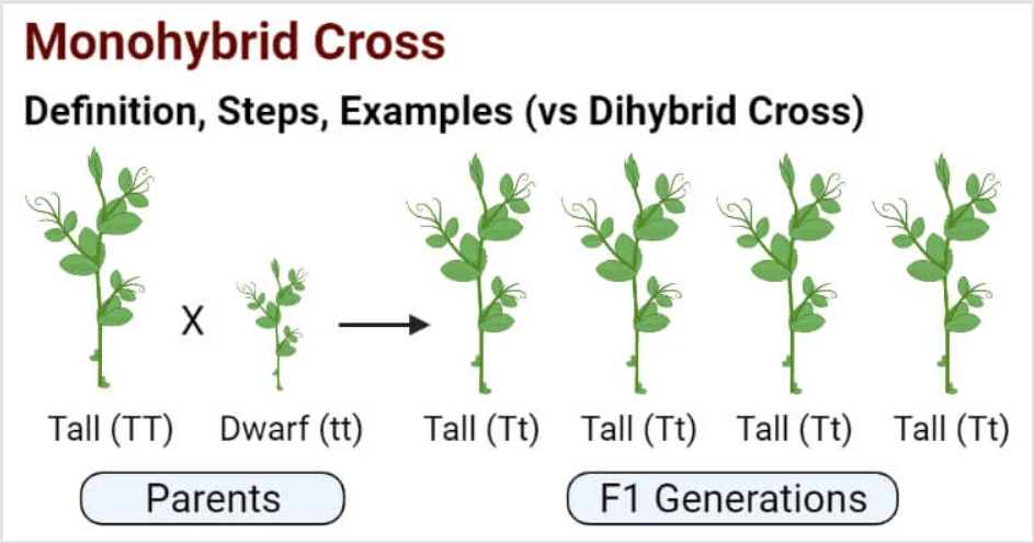 Difference Between Dihybrid Cross and Monohybrid Cross Difference Between Dihybrid Cross and Monohybrid Cross