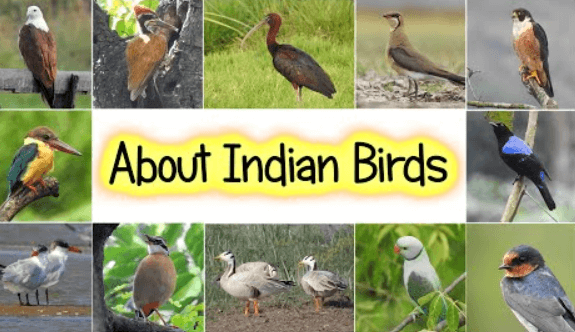 Birds Names in English, List of 50 Birds Name
