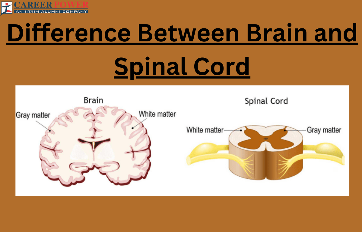 Difference Between Brain and Spinal Cord Difference Between Brain and Spinal Cord