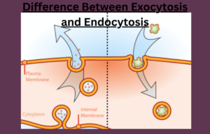 Difference Between Actin and Myosin
