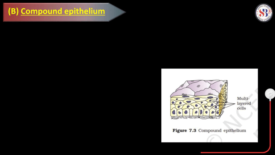 Epithelial Tissue - Definition, Types, Structure, Functions