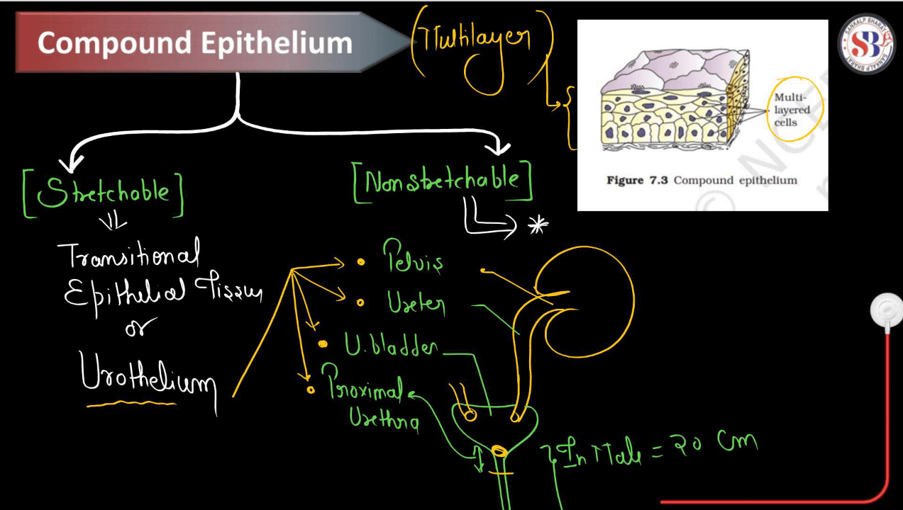 Epithelial Tissue - Definition, Types, Structure, Functions