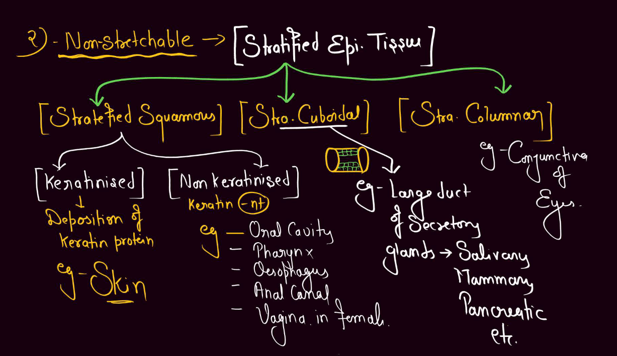 Epithelial Tissue - Definition, Types, Structure, Functions