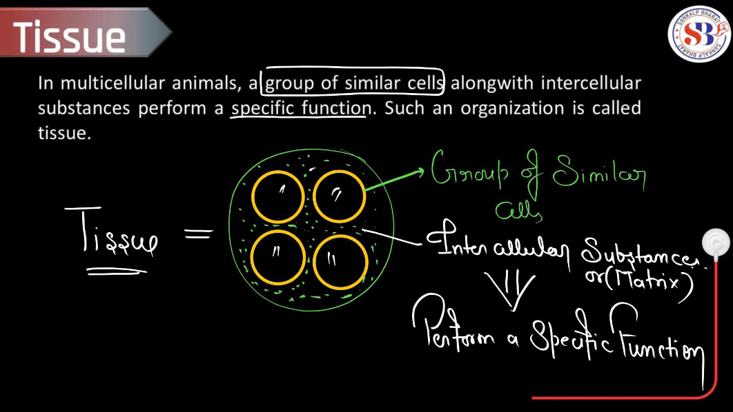 Epithelial Tissue - Definition, Types, Structure, Functions