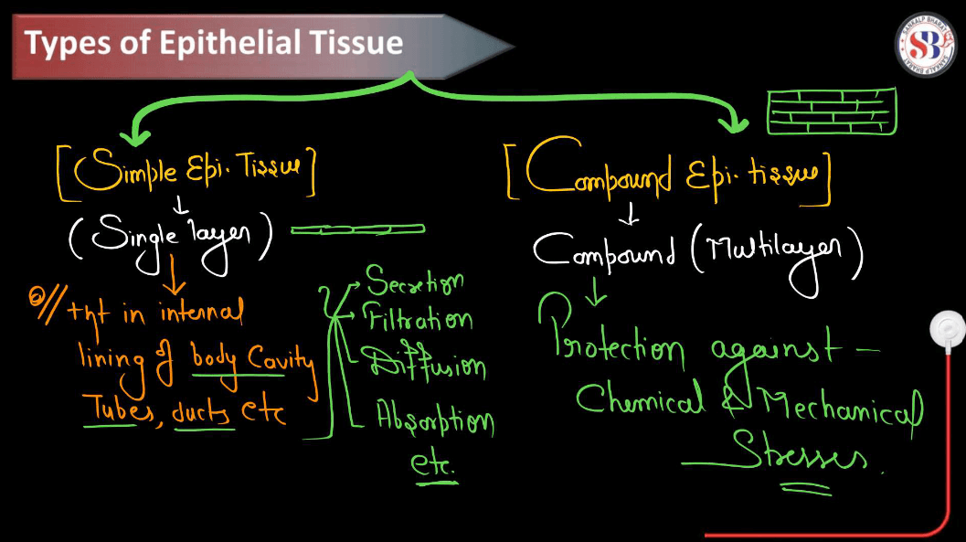 Epithelial Tissue - Definition, Types, Structure, Functions