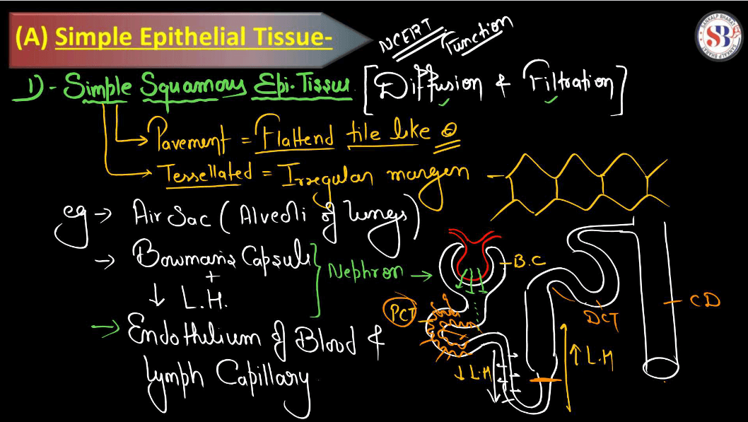 Epithelial Tissue - Definition, Types, Structure, Functions