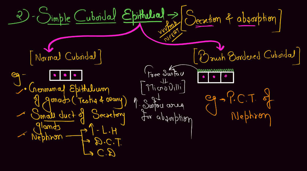 Epithelial Tissue - Definition, Types, Structure, Functions