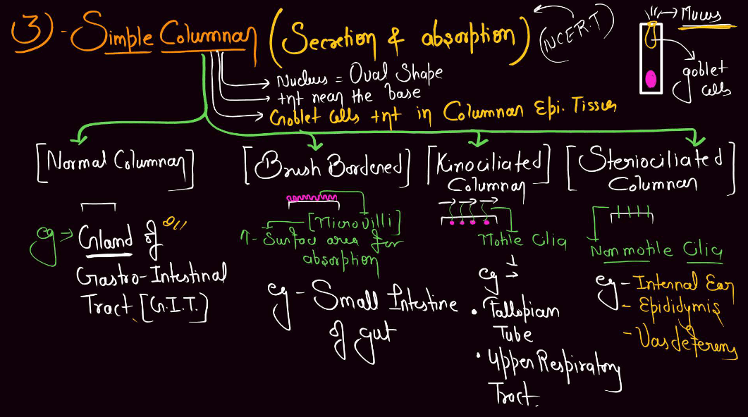 Epithelial Tissue Definition Types Structure Functions