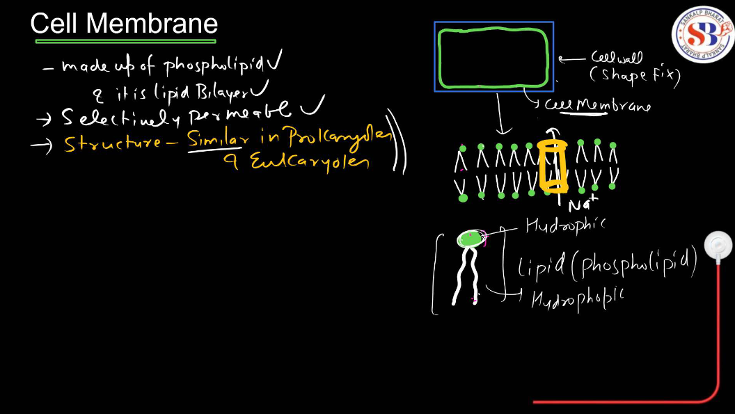 Prokaryotic Cell: Diagram, Definition and Examples