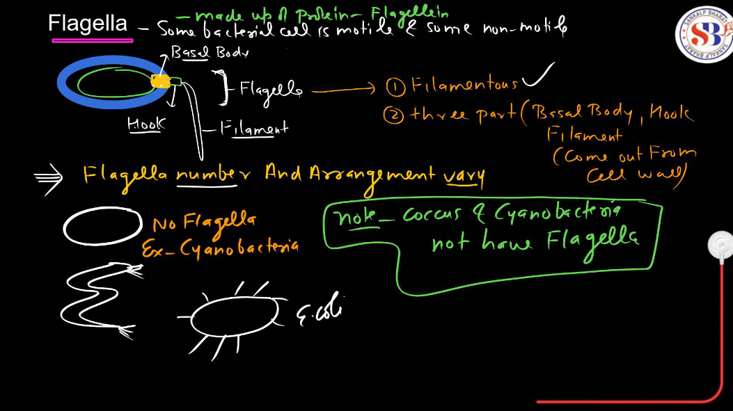 Prokaryotic Cell: Diagram, Definition and Examples