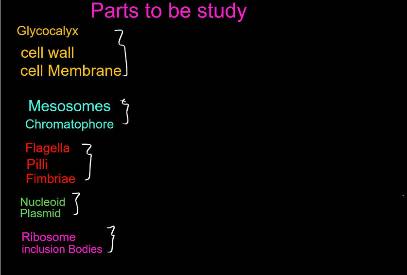 Prokaryotic Cell: Diagram, Definition and Examples
