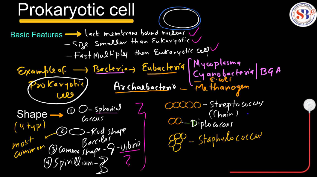 Prokaryotic Cell: Diagram, Definition and Examples
