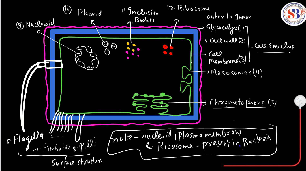 Prokaryotic Cell: Diagram, Definition and Examples