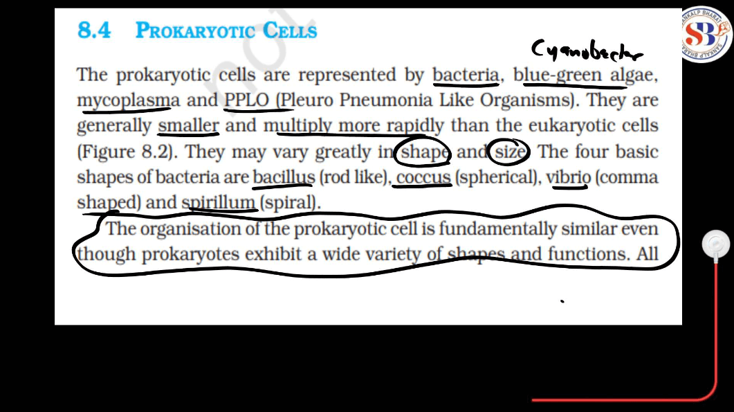 Prokaryotic Cell: Diagram, Definition and Examples