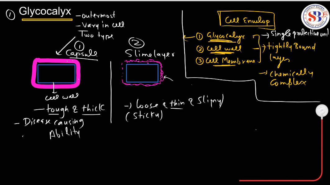 Prokaryotic Cell: Diagram, Definition and Examples