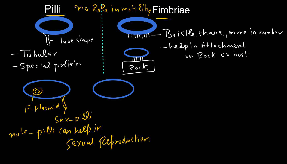 Prokaryotic Cell: Diagram, Definition and Examples