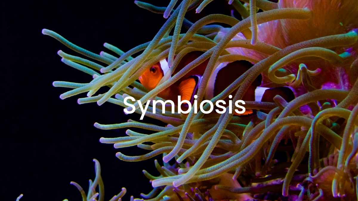 What is symbiosis store